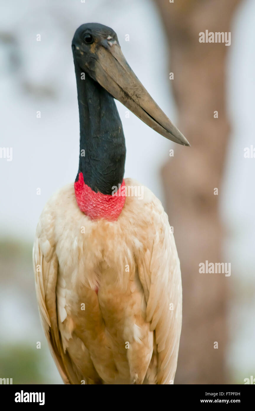 Tuiuiu bird symbol of the Pantanal - Pantanal Sul - Jabiru Mycteria ...