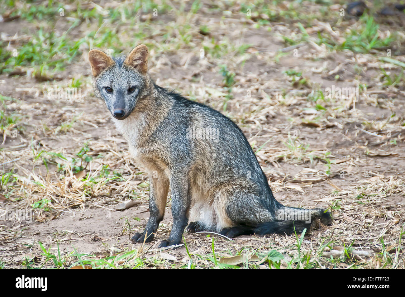 Dog eating hi-res stock photography and images - Alamy