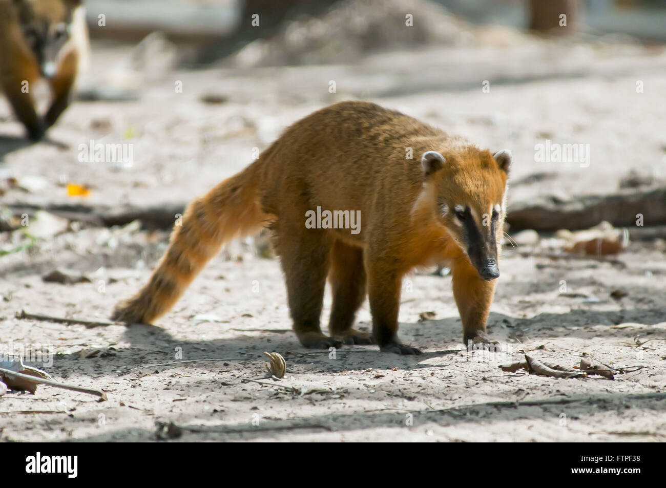 Nasua nasua hi-res stock photography and images - Alamy