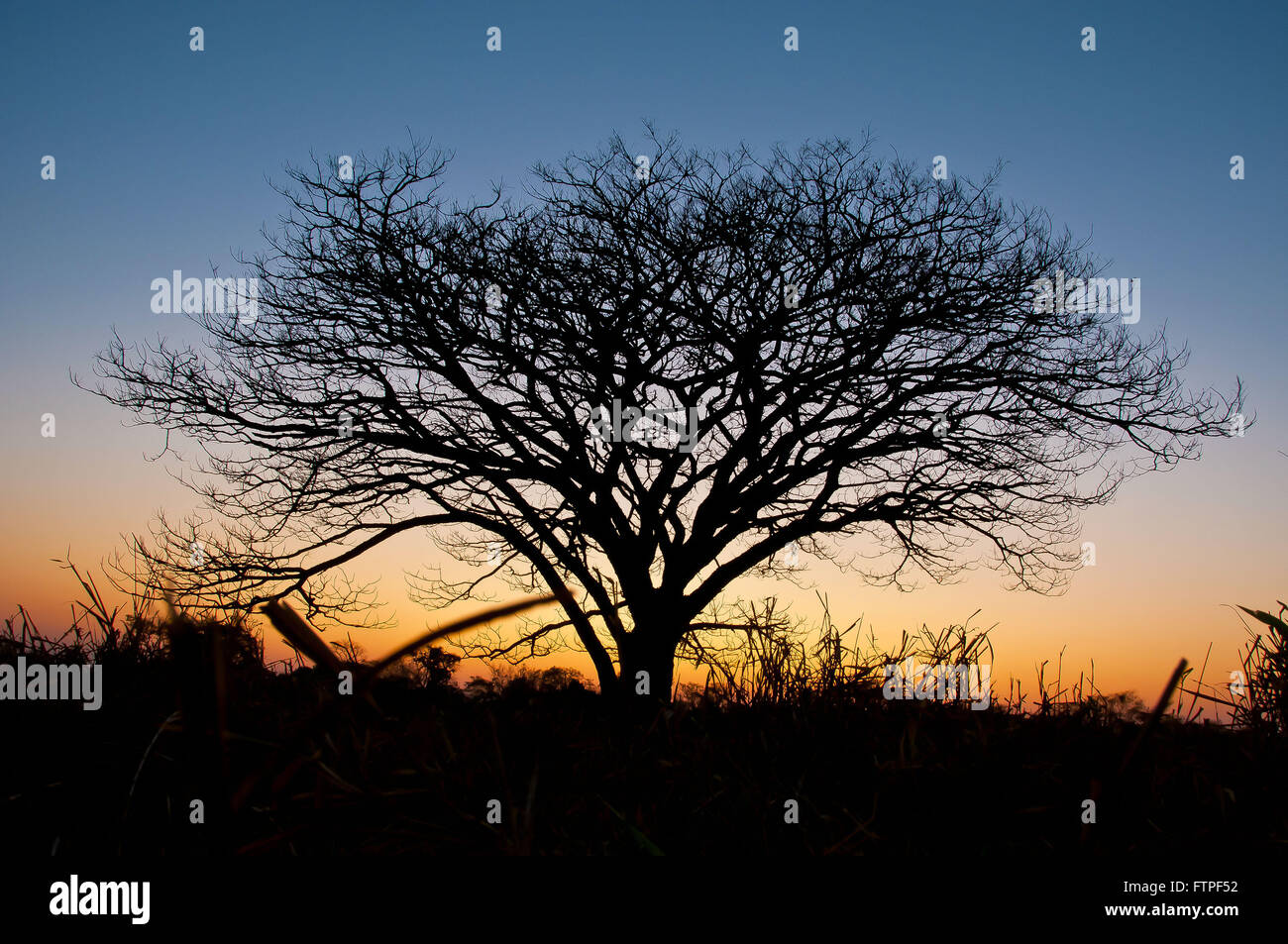 Pantanal brazil wetland sunset hi-res stock photography and images - Alamy