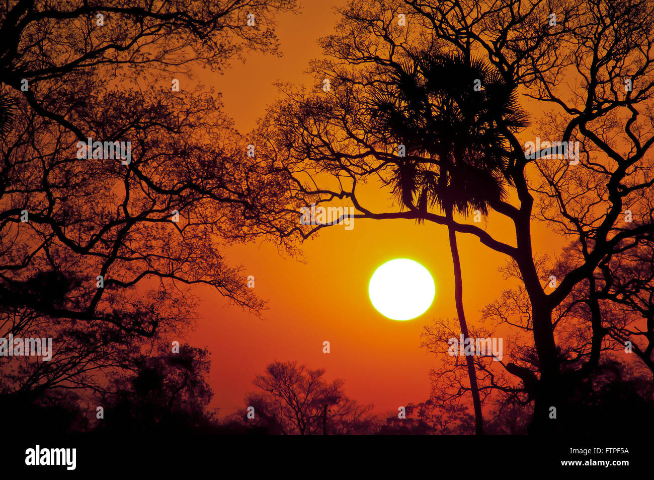 Pantanal brazil wetland sunset hi-res stock photography and images - Alamy