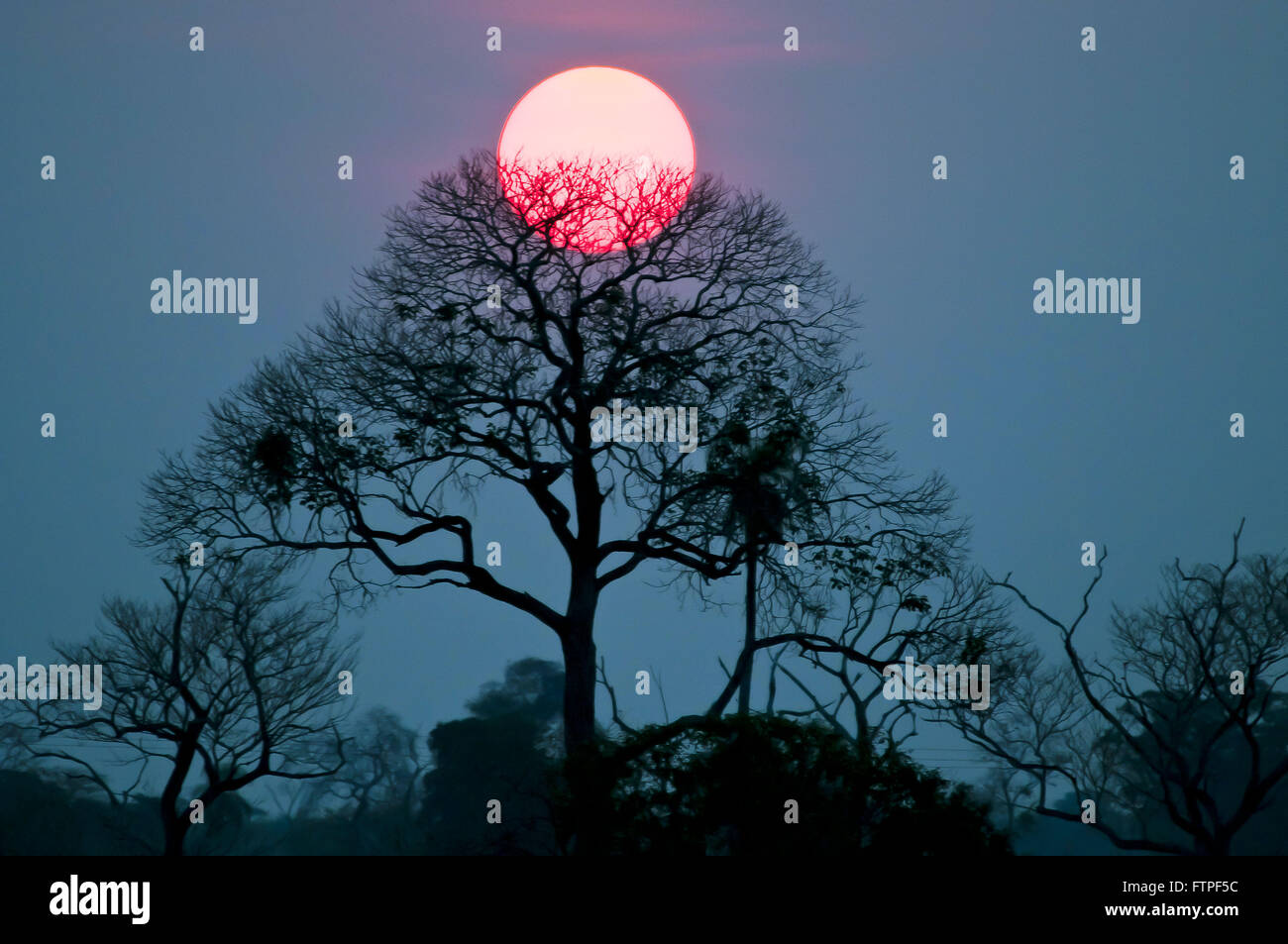 Brazil red sun tree hi-res stock photography and images - Alamy