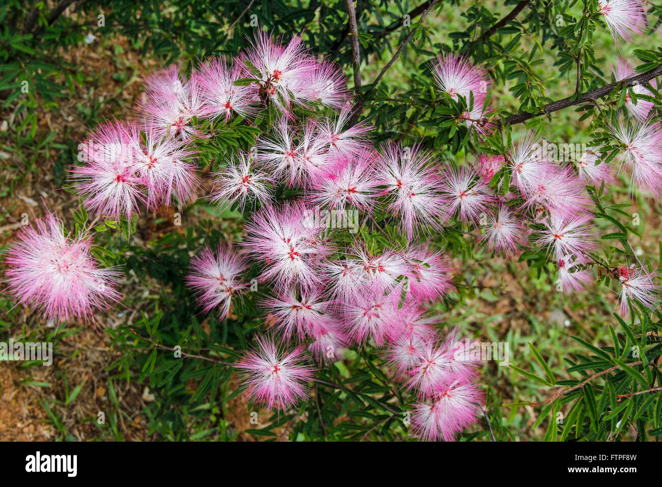 Caliandra hi-res stock photography and images - Alamy