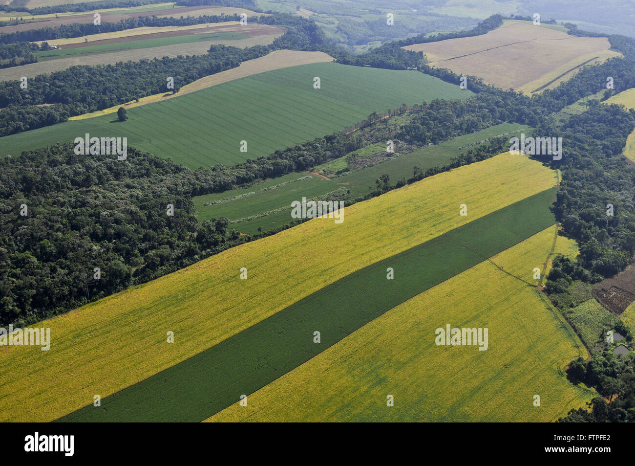 Native forest native forest hi-res stock photography and images - Alamy