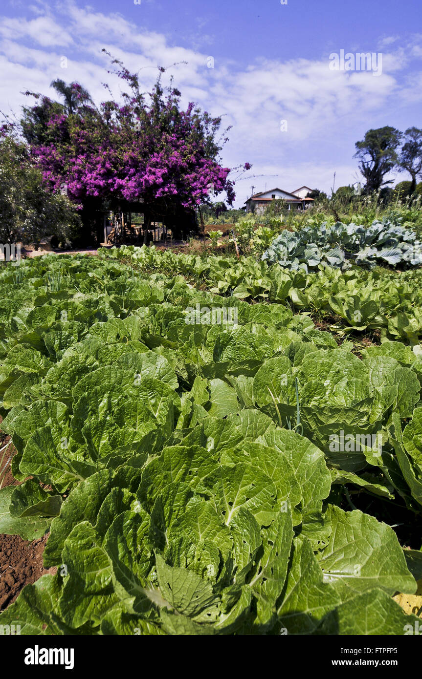 Planting vegetables in the countryside - District of Mustards Stock ...