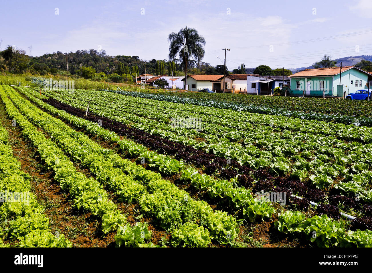 Planting vegetables in the countryside - District of Mustards Stock ...