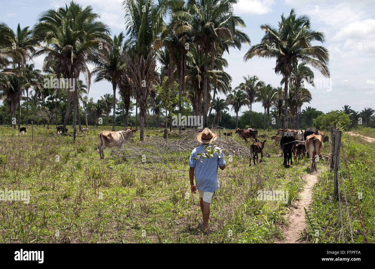 Smallholder farmer brazil hi-res stock photography and images - Alamy