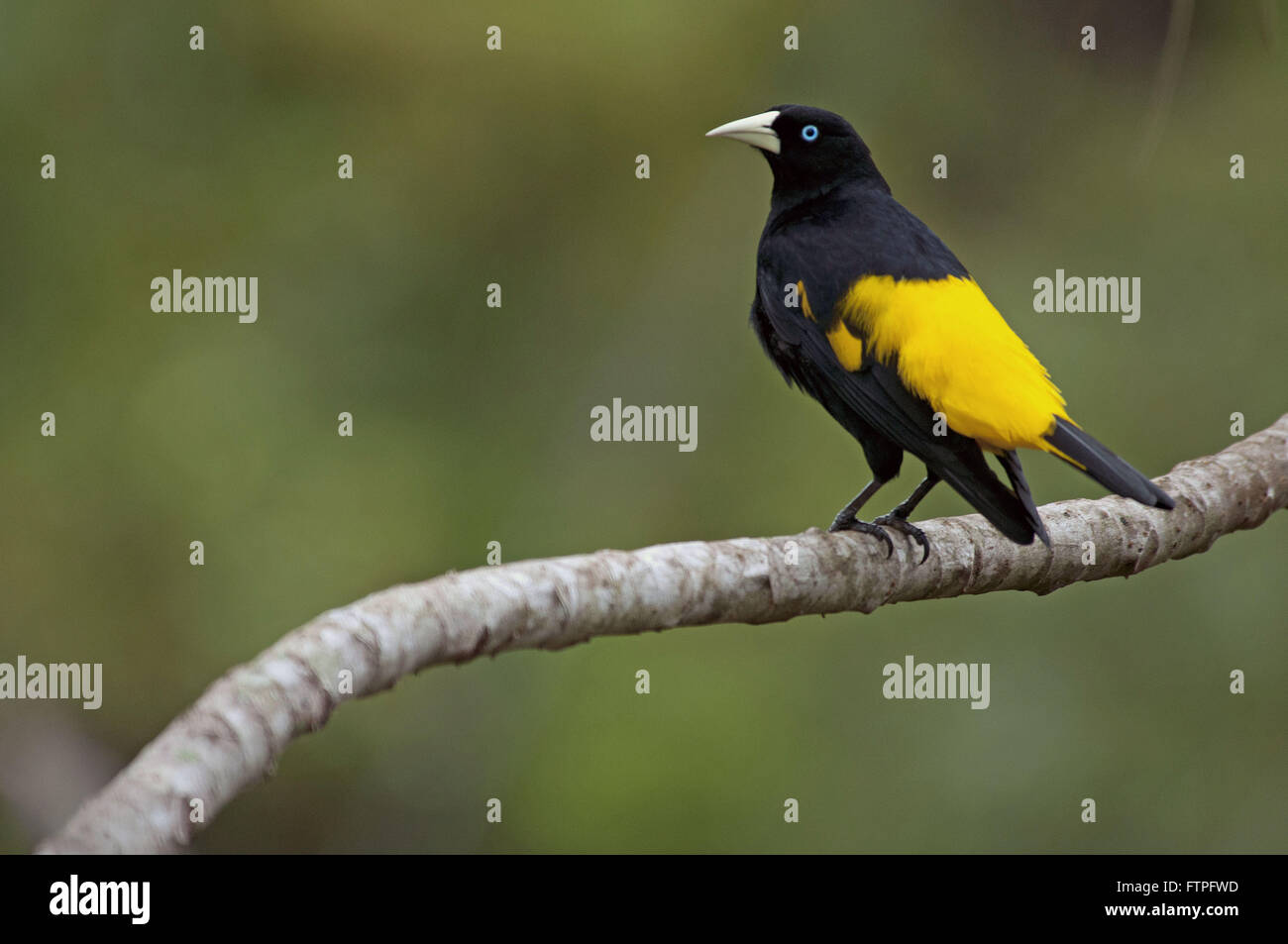 Cell bird hi-res stock photography and images - Alamy