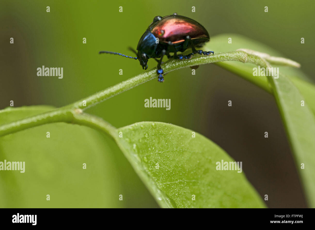 Brazil beetle hi-res stock photography and images - Alamy