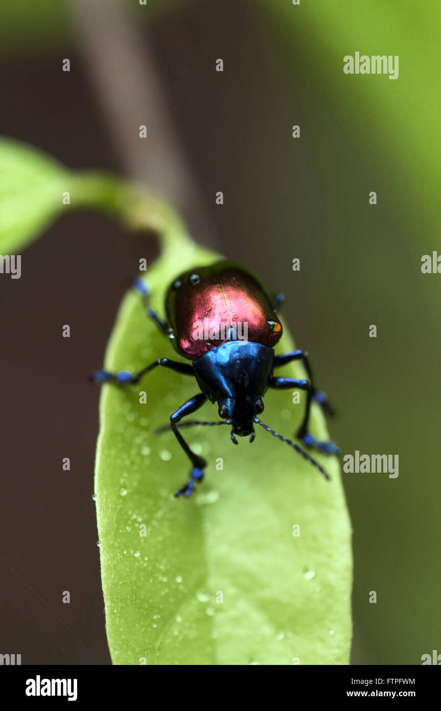 Beetle on plant leaf Stock Photo - Alamy