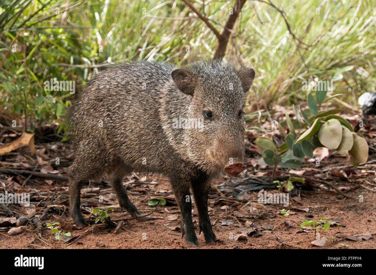 Cateto hi-res stock photography and images - Alamy