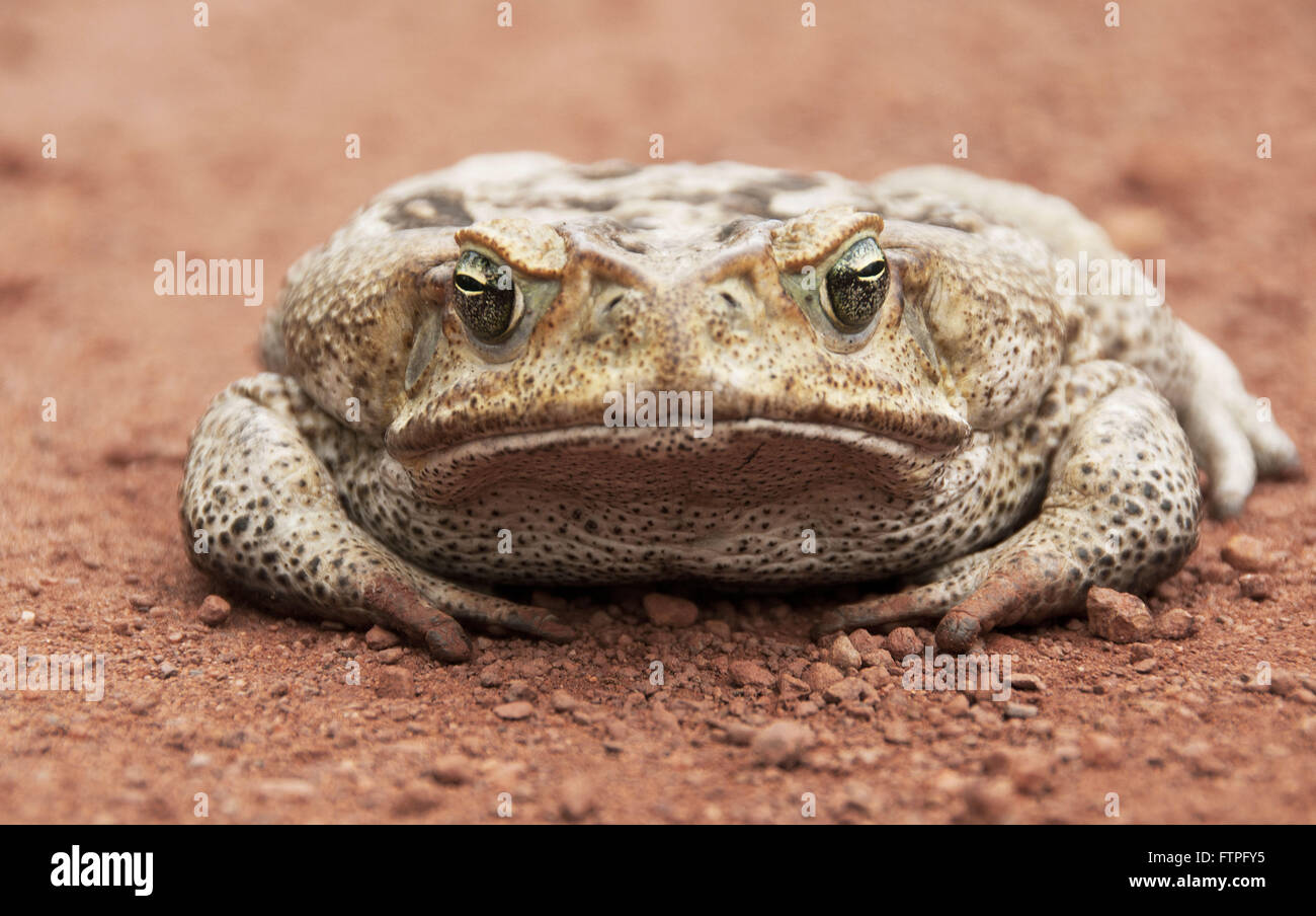 Sapo cerrado - State Park Jalapao Stock Photo - Alamy