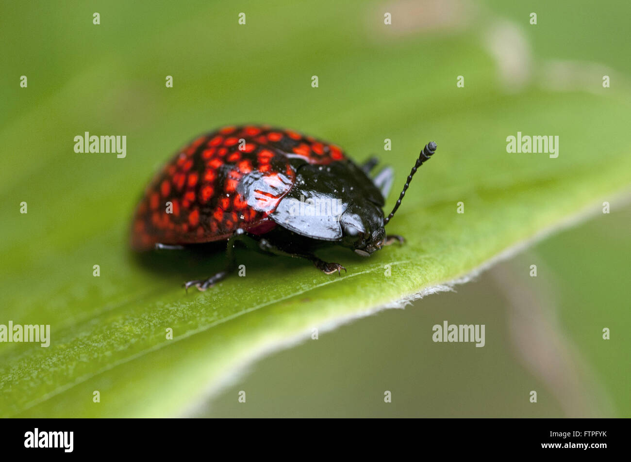 Daytime nature hi-res stock photography and images - Alamy