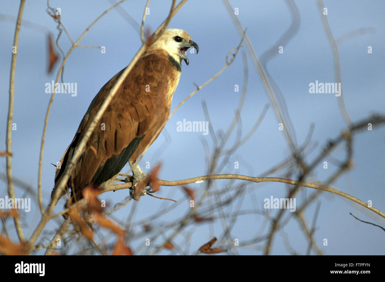 Gaviao beautiful-also known as Old Hawk - nigricollis Busarellus Stock ...