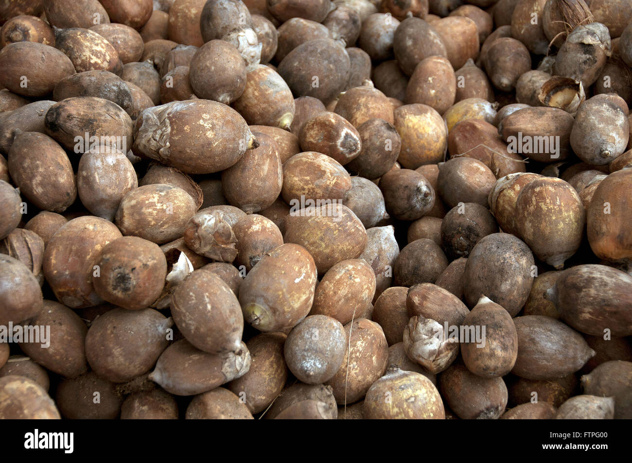 Babassu hi-res stock photography and images - Alamy