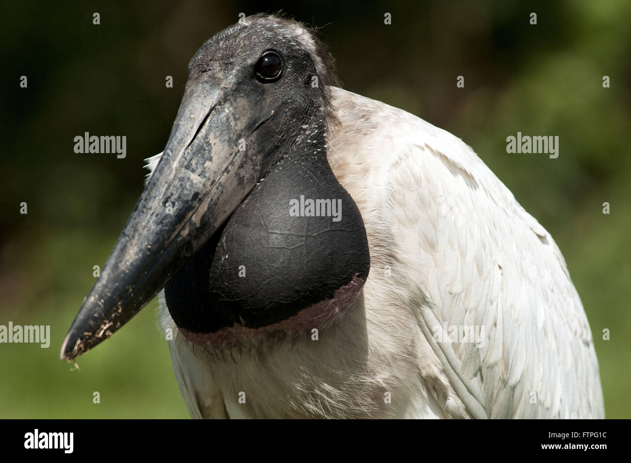 Tuiuiu bird symbol of the Pantanal - Jabiru Mycteria Stock Photo - Alamy