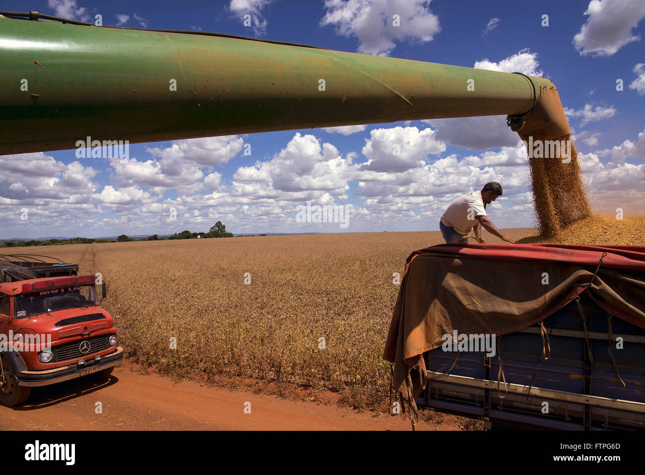 Combine Loading truck with newly harvested grain soybean planting in ...