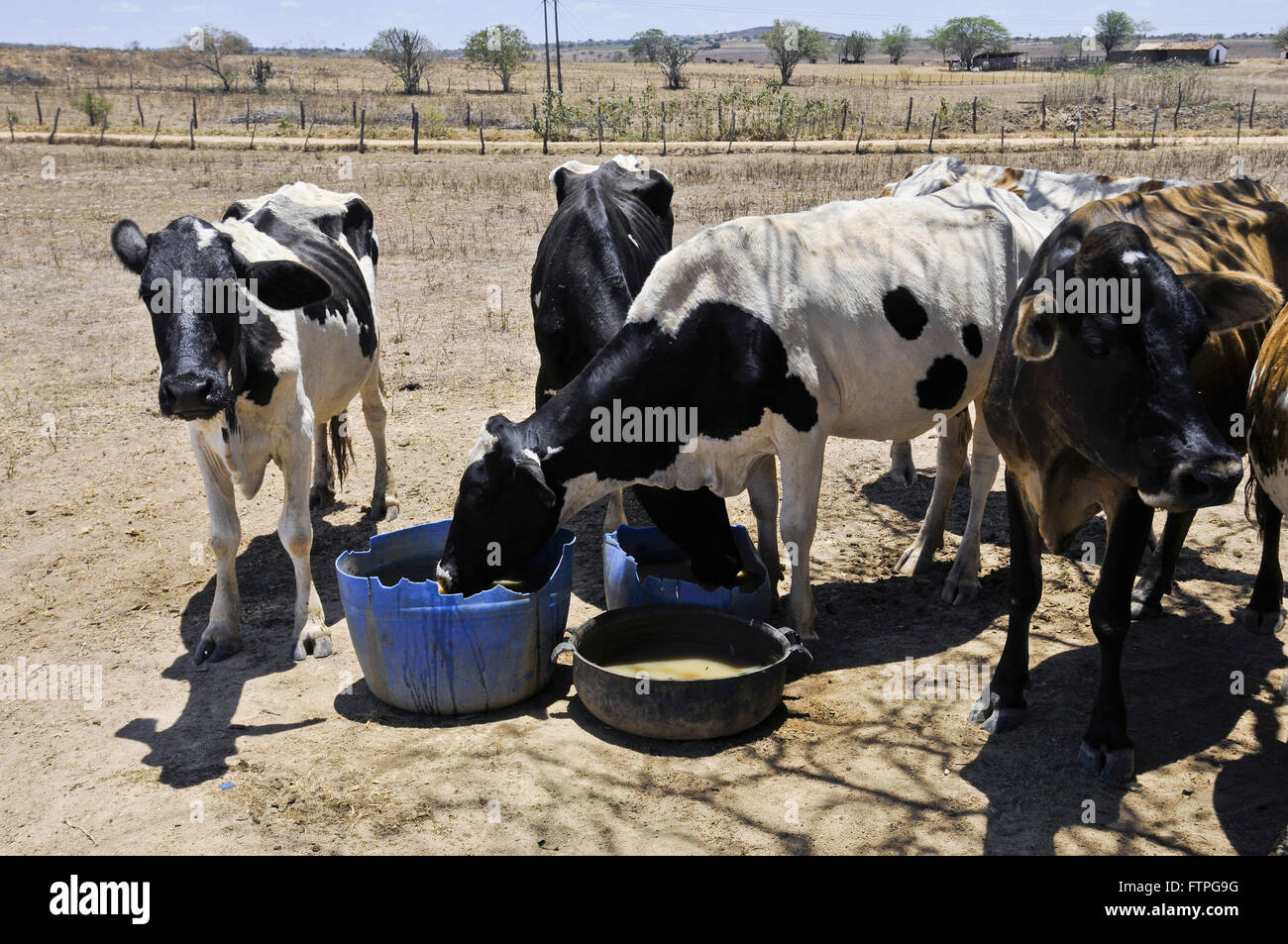Cattle drinking water drought hi-res stock photography and images - Alamy