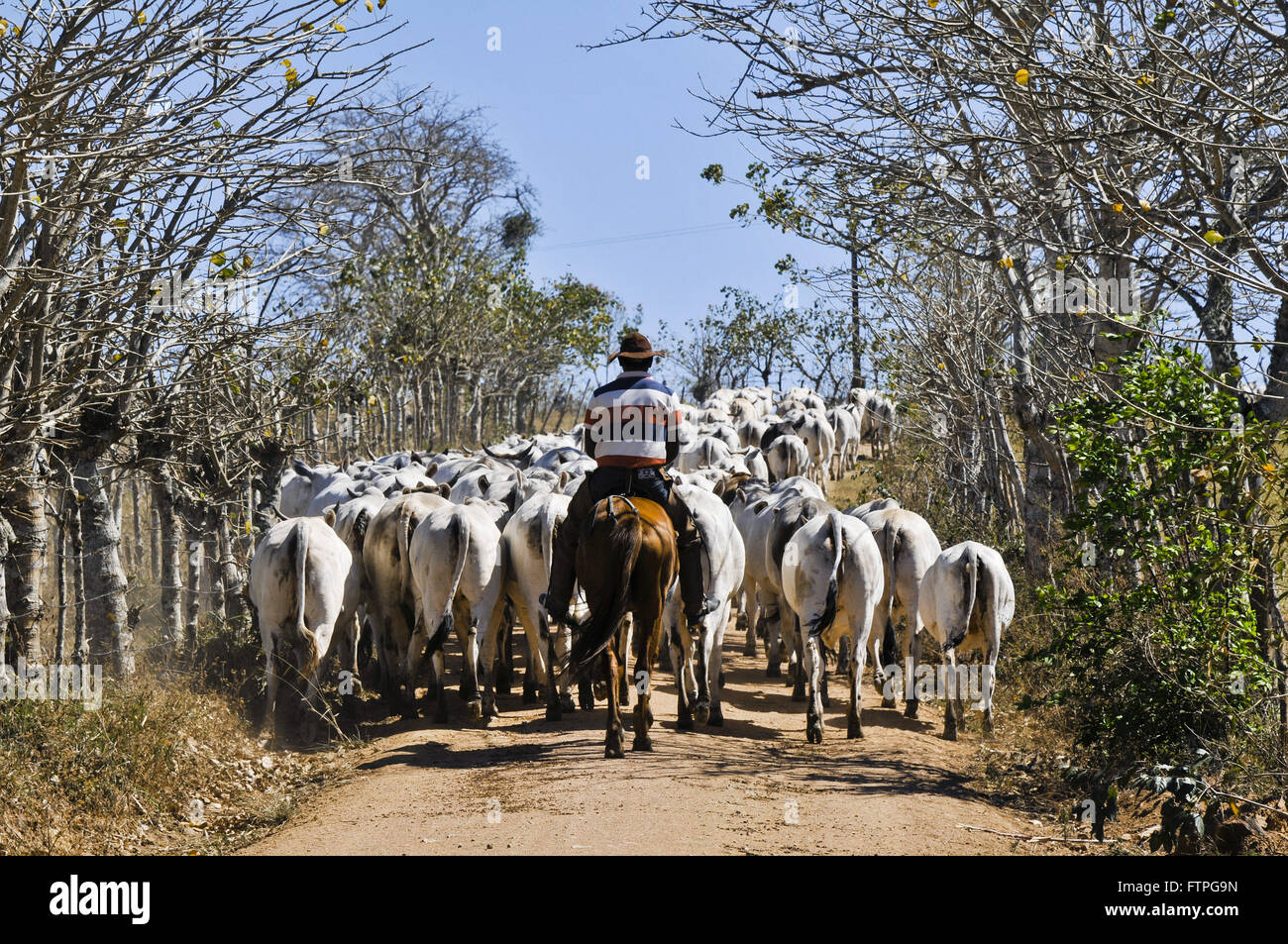 Cowboy working with cattle hi-res stock photography and images - Alamy