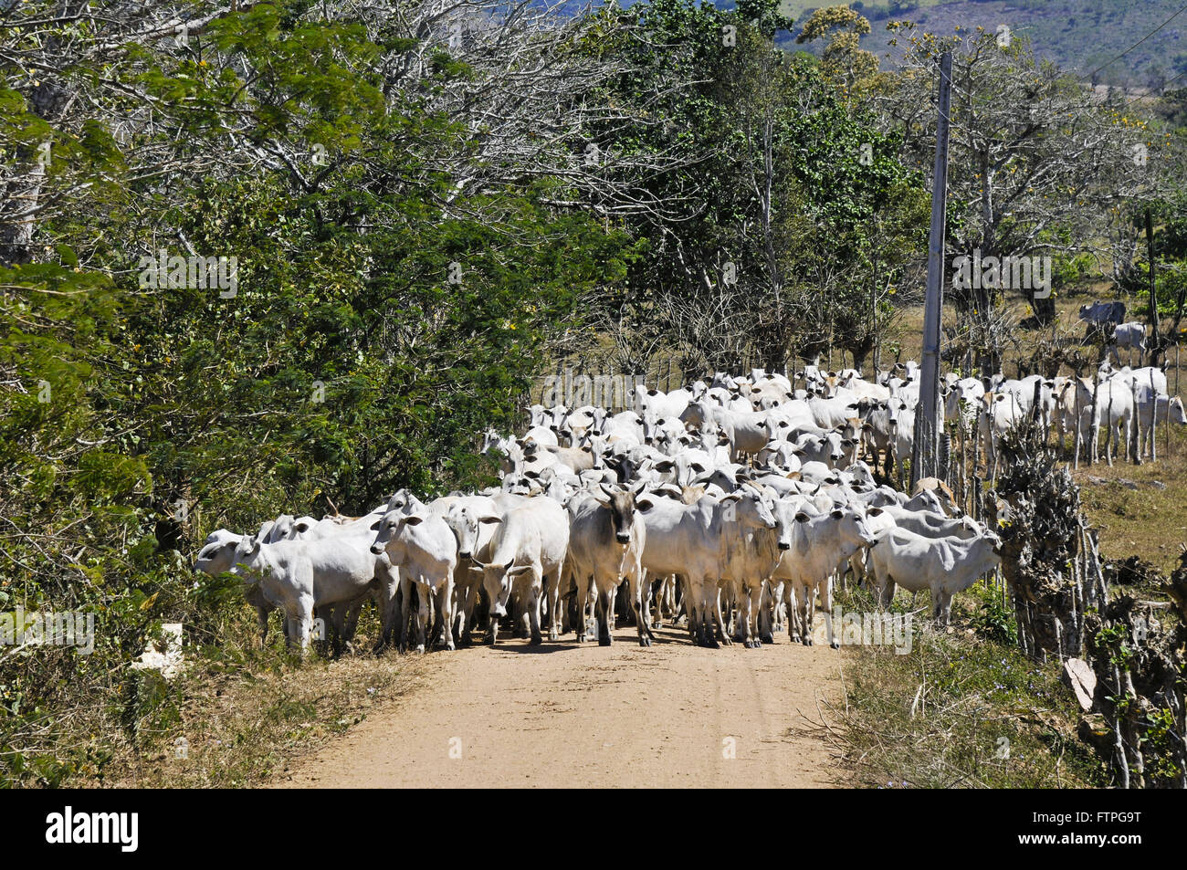 Cattle in road hi-res stock photography and images - Alamy