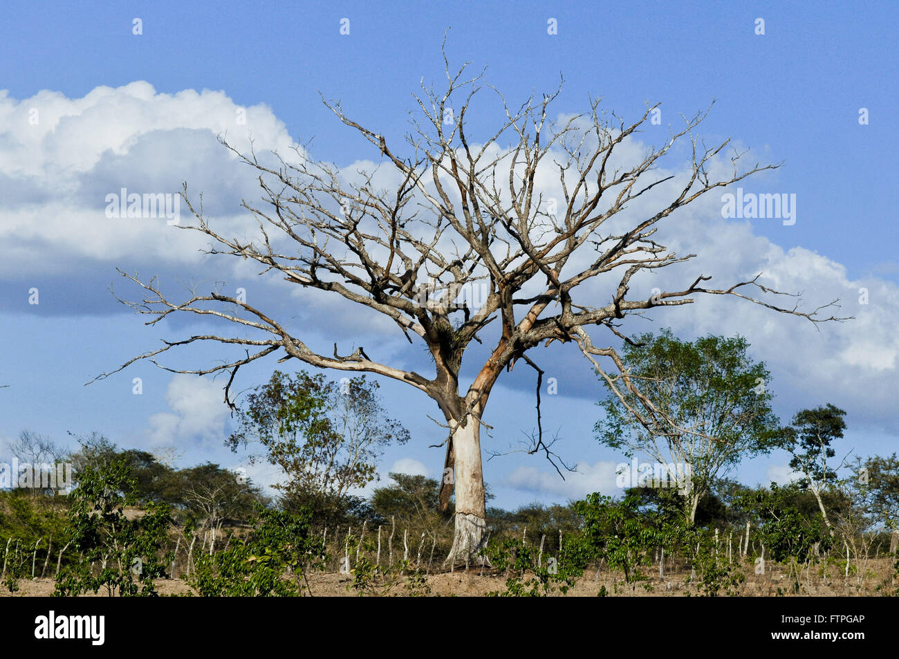 Dry tree in the countryside Stock Photo - Alamy