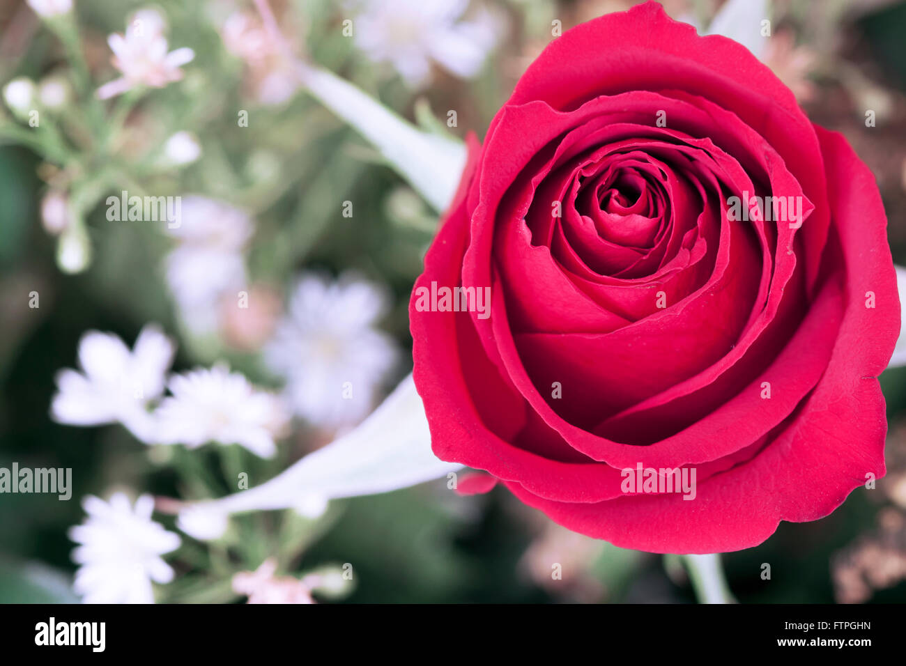 High angle single red flower from a bouquet Stock Photo - Alamy