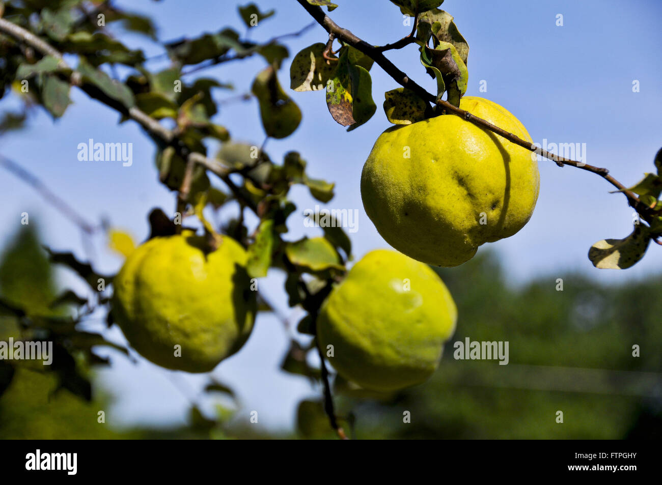 Peter quince hi-res stock photography and images - Alamy