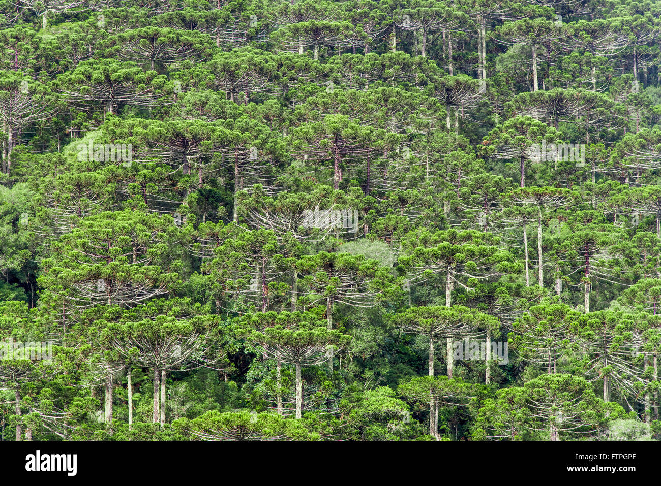 Araucaria hi-res stock photography and images - Alamy