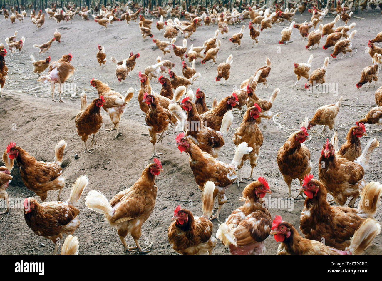 Creation of country chicken Stock Photo - Alamy