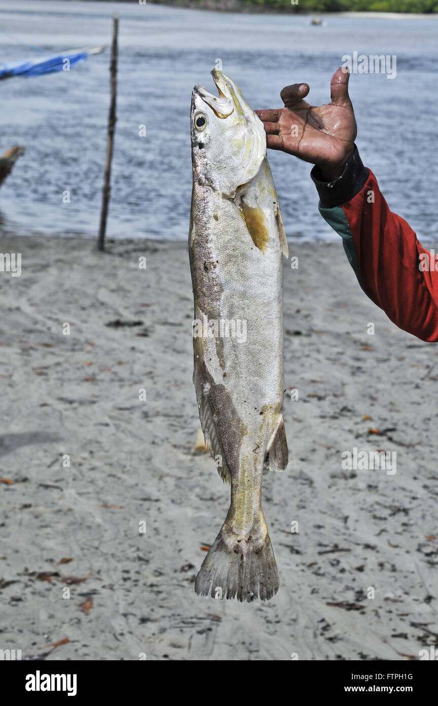 Croaker fish hi-res stock photography and images - Alamy