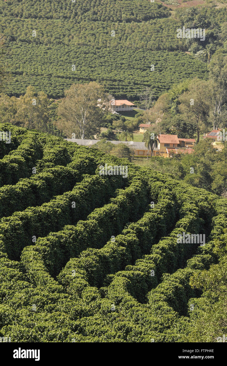 Coffee plantation in rural properties around the city Stock Photo - Alamy