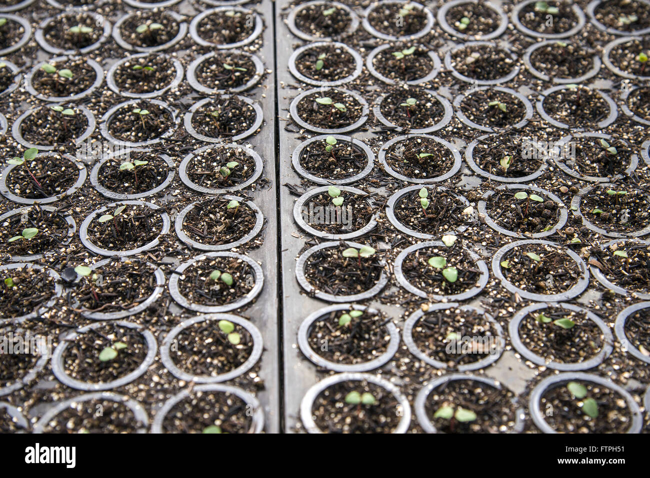 Mastic tree hi-res stock photography and images - Alamy