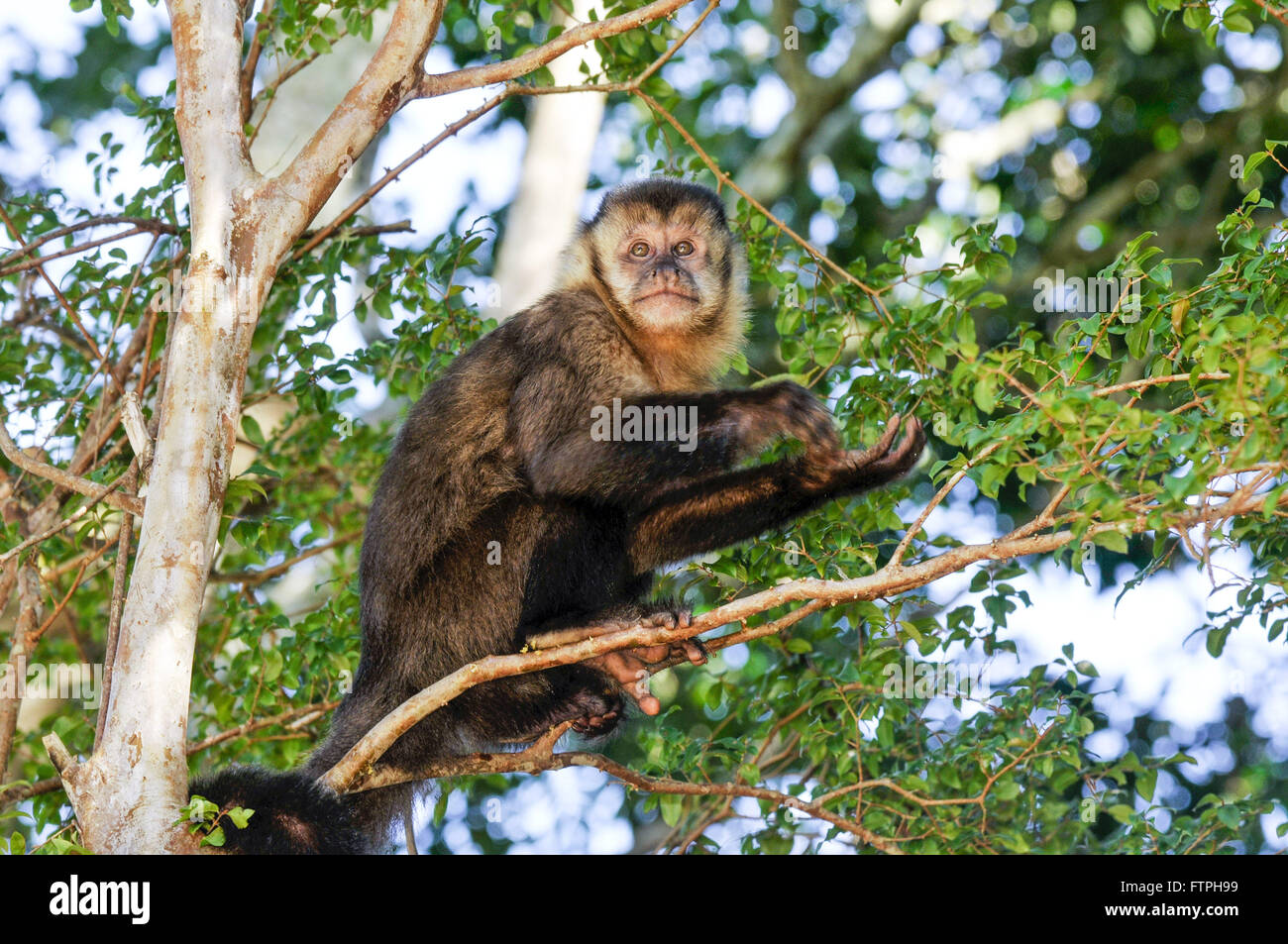 Capuchin monkey in tree Stock Photo - Alamy