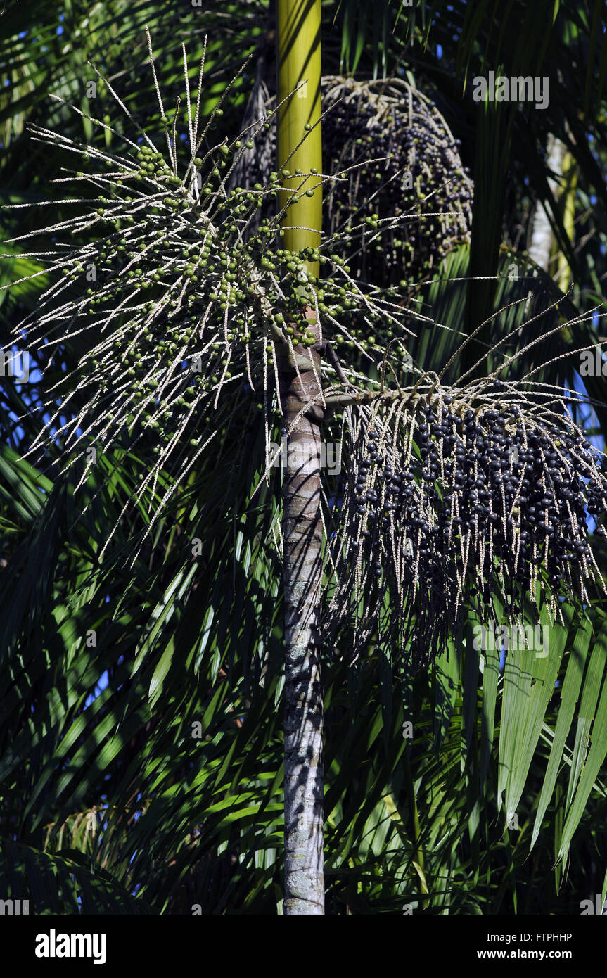 Acai palm tree in the Botanical Garden of the city of Rio de Janeiro ...