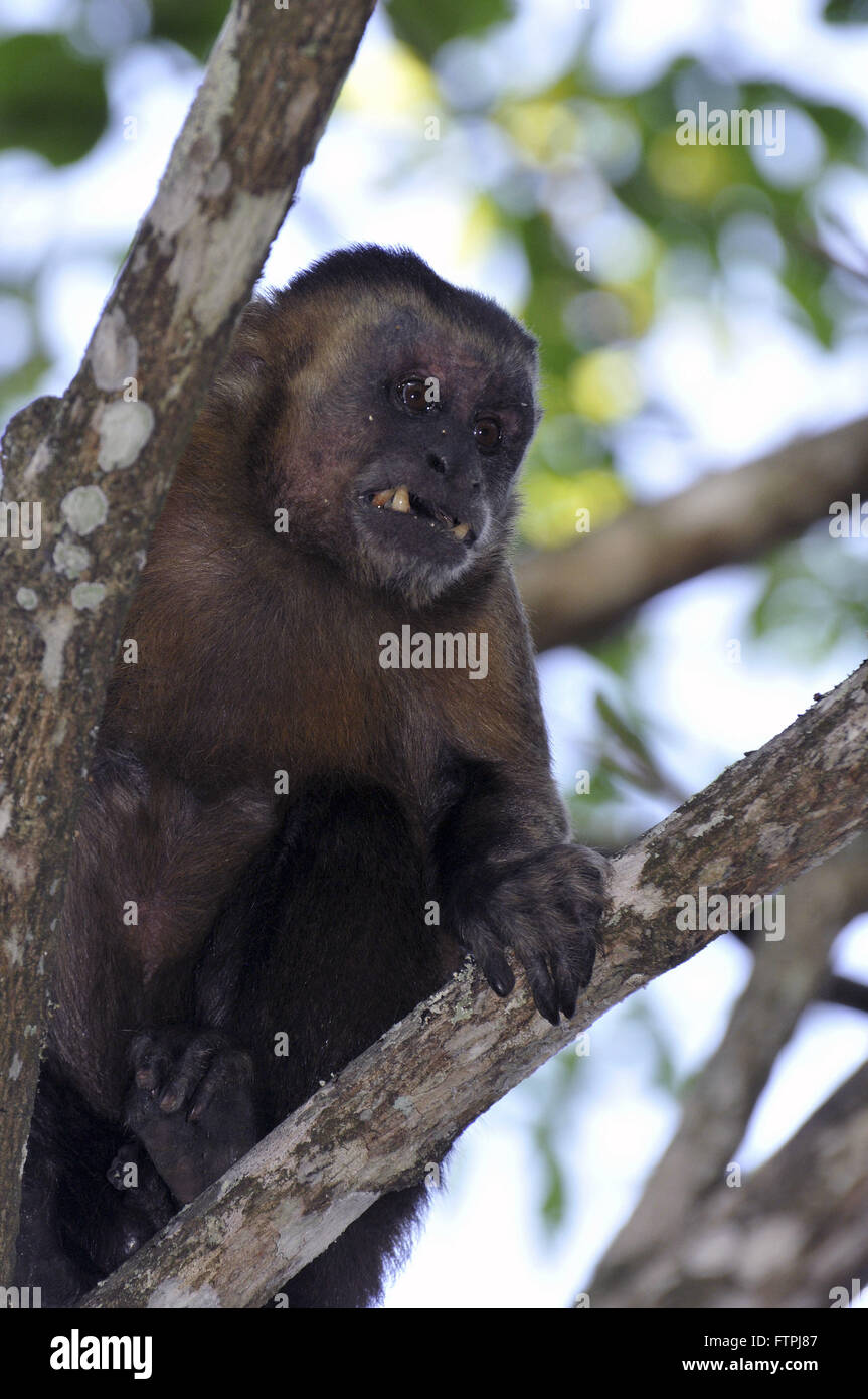 Old capuchin monkey Stock Photo - Alamy