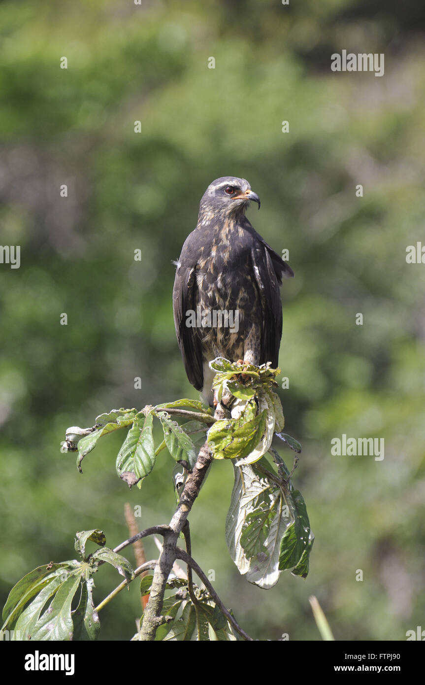Park hawk hi-res stock photography and images - Alamy