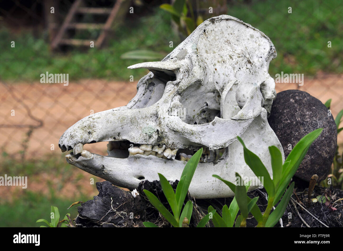 Tapir skull hi-res stock photography and images - Alamy