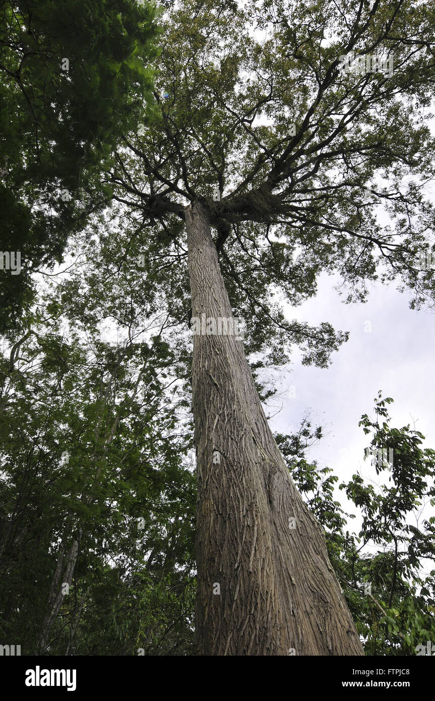 Sapucaia hi-res stock photography and images - Alamy