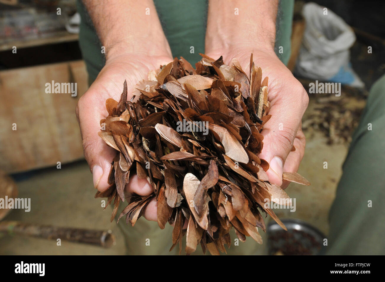 Cedar seeds in the nursery of the Rio Doce State Park Stock Photo - Alamy