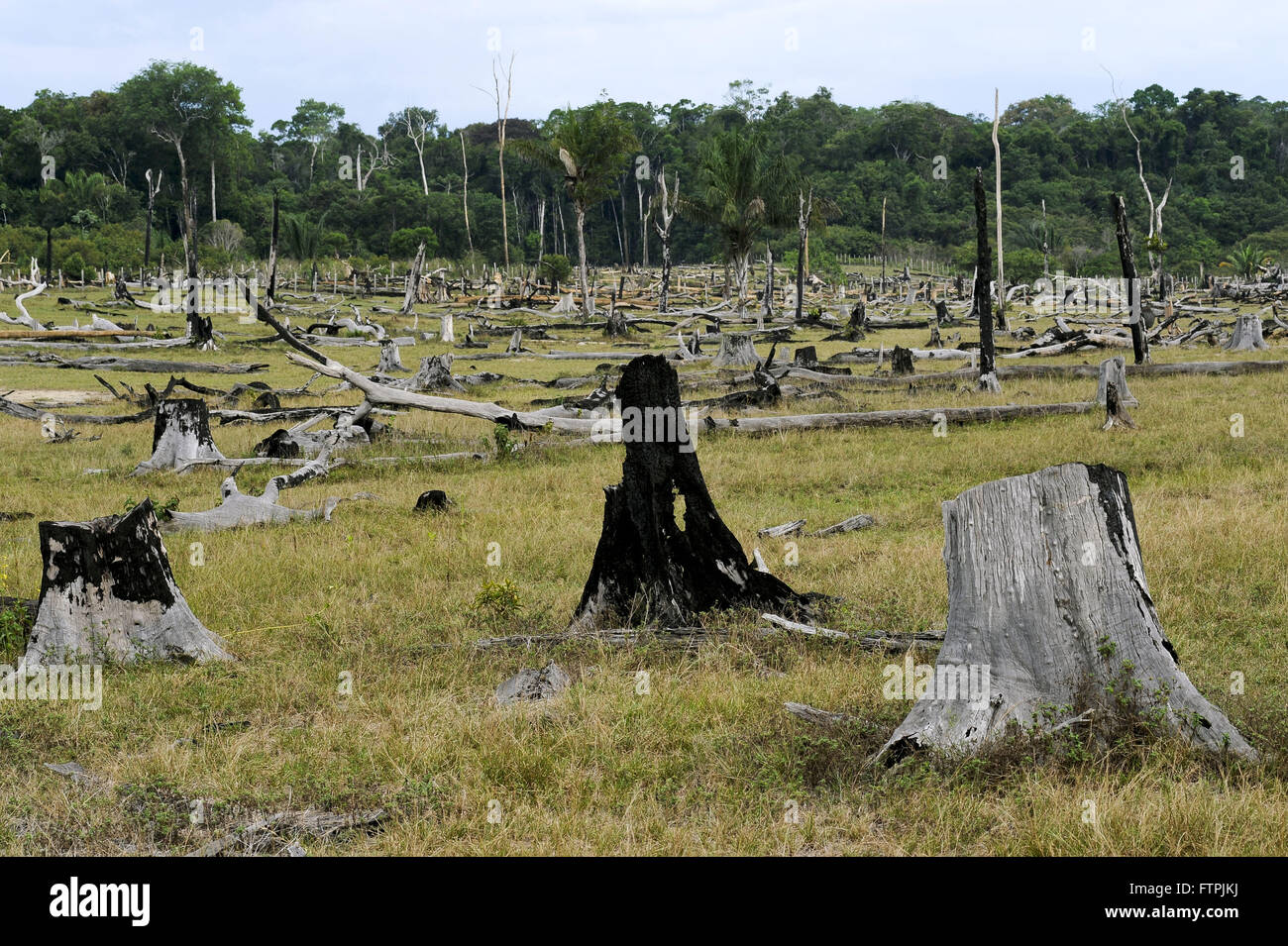 Consequences Of Deforestation