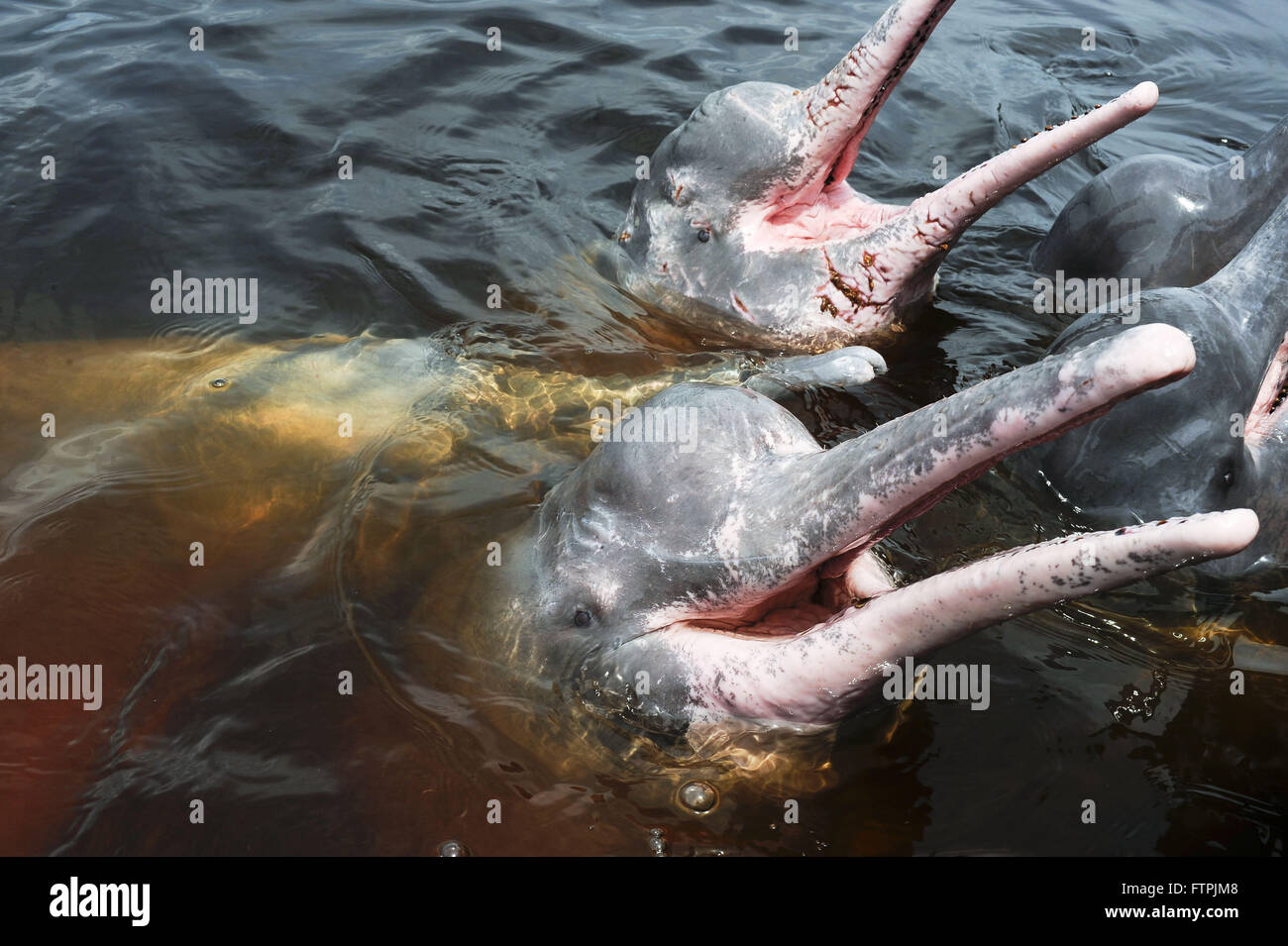 Pink dolphin (boto) hi-res stock photography and images - Alamy