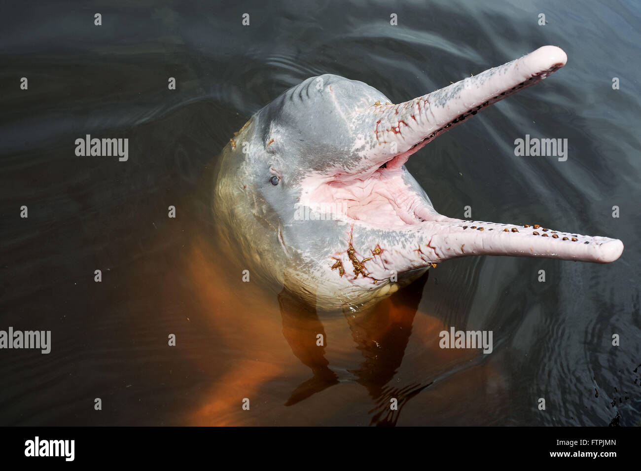 Boto red hi-res stock photography and images - Alamy