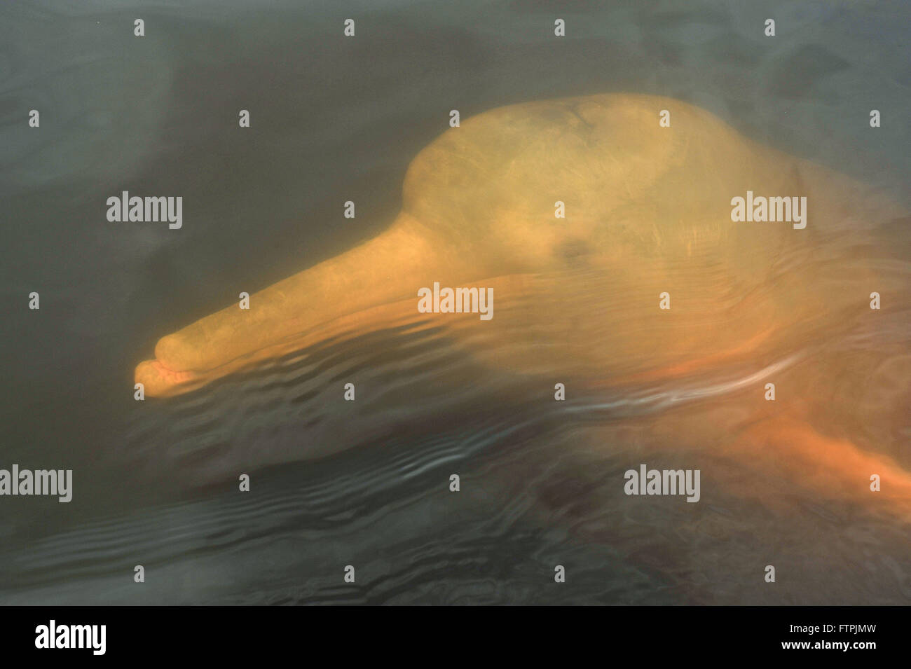 Pink river dolphin hi-res stock photography and images - Alamy