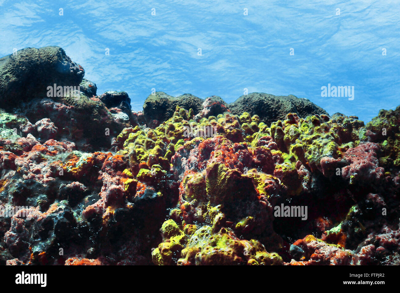 Underwater pictures on the Brazilian coast - coral reef in Fernando de ...