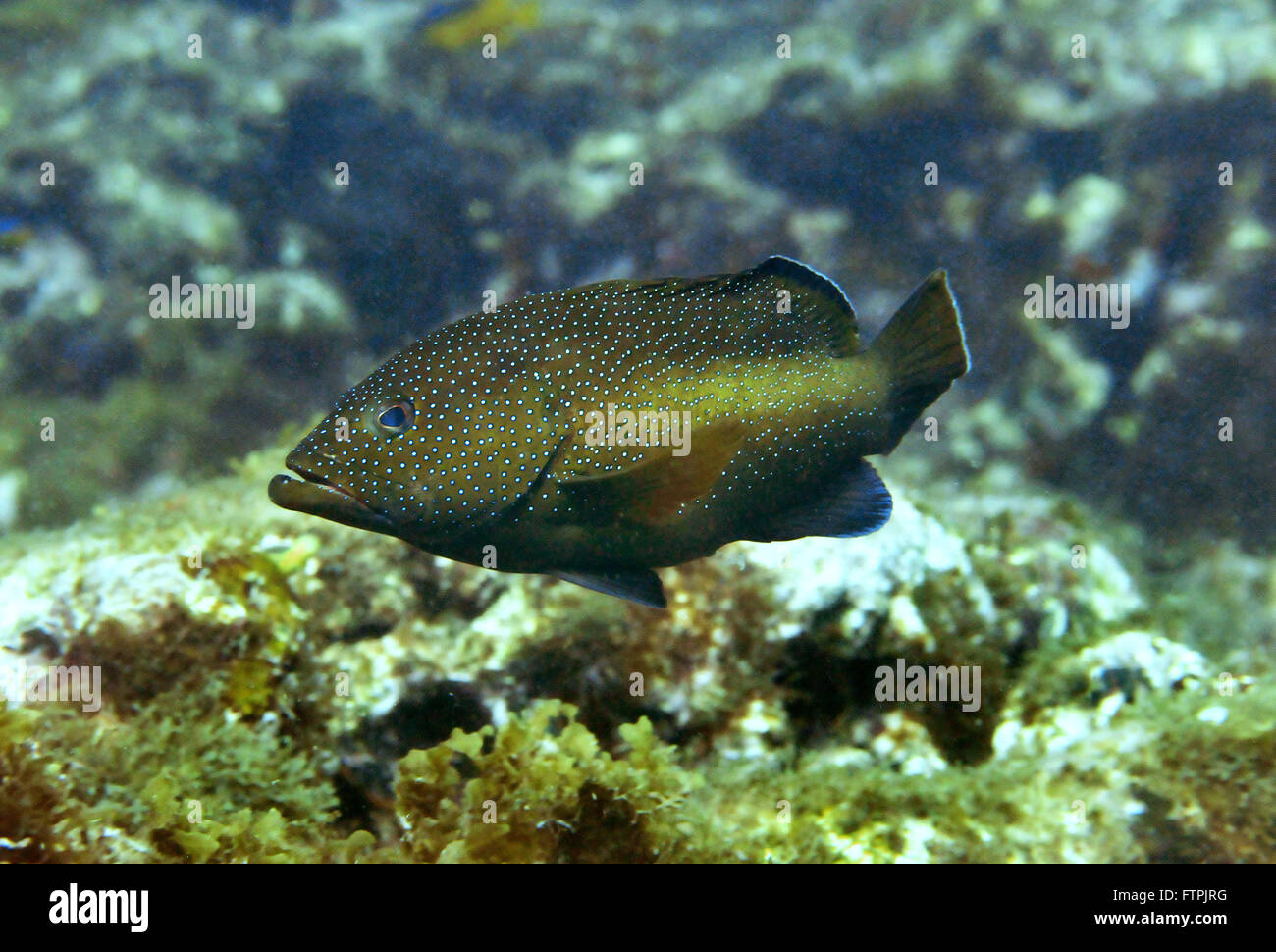 Underwater pictures on the Brazilian coast - coney - Cephalopholis ...