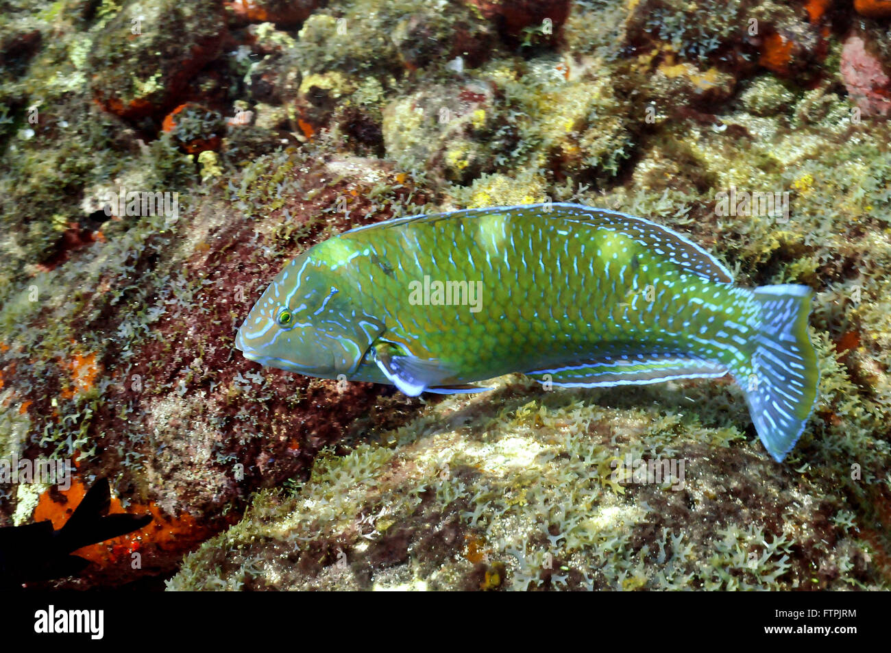 Underwater pictures on the Brazilian coast - fish soap - radiatus ...