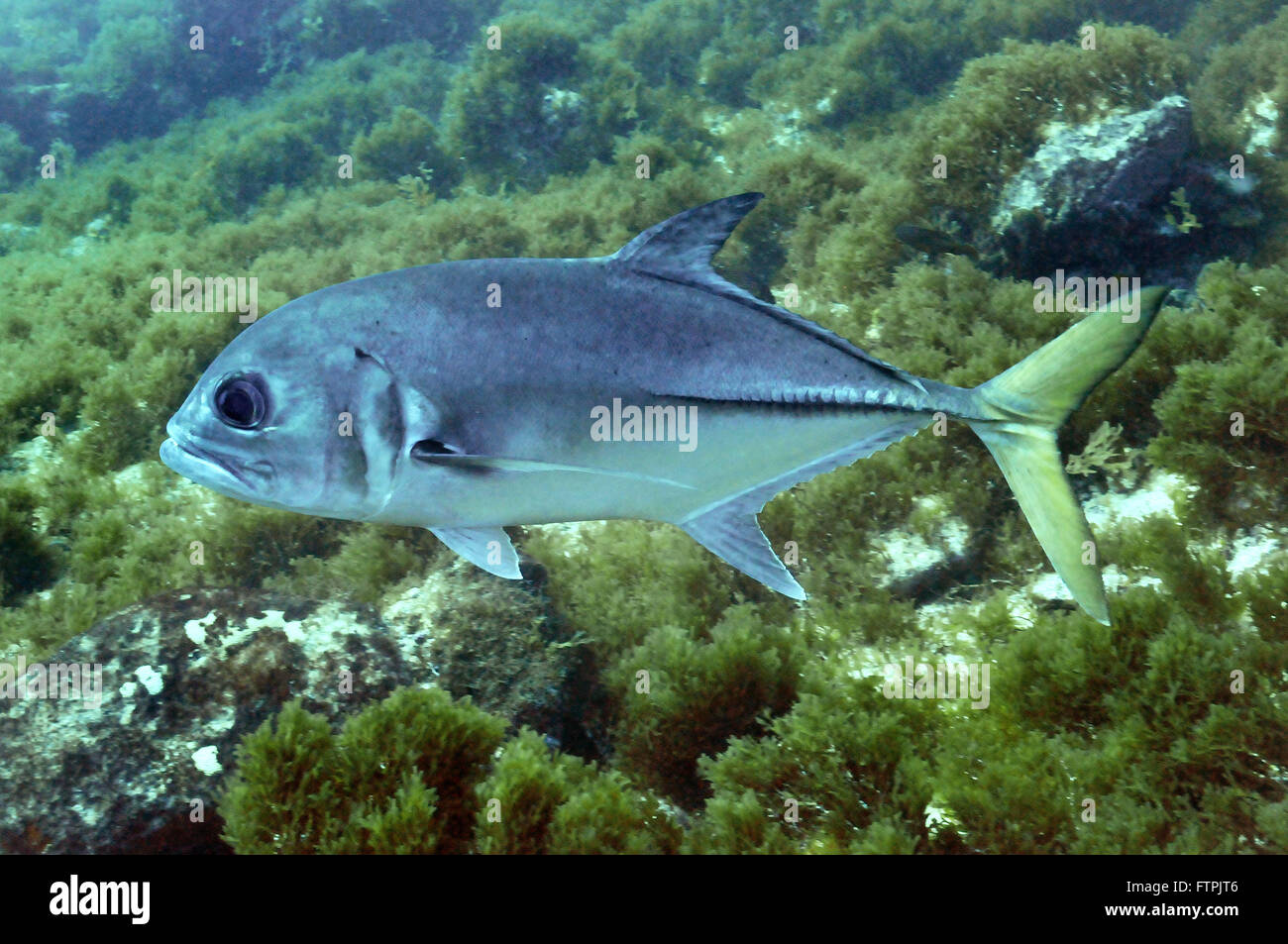 Xareu fish hi-res stock photography and images - Alamy
