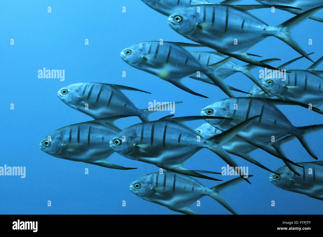 Pompano underwater hi-res stock photography and images - Alamy