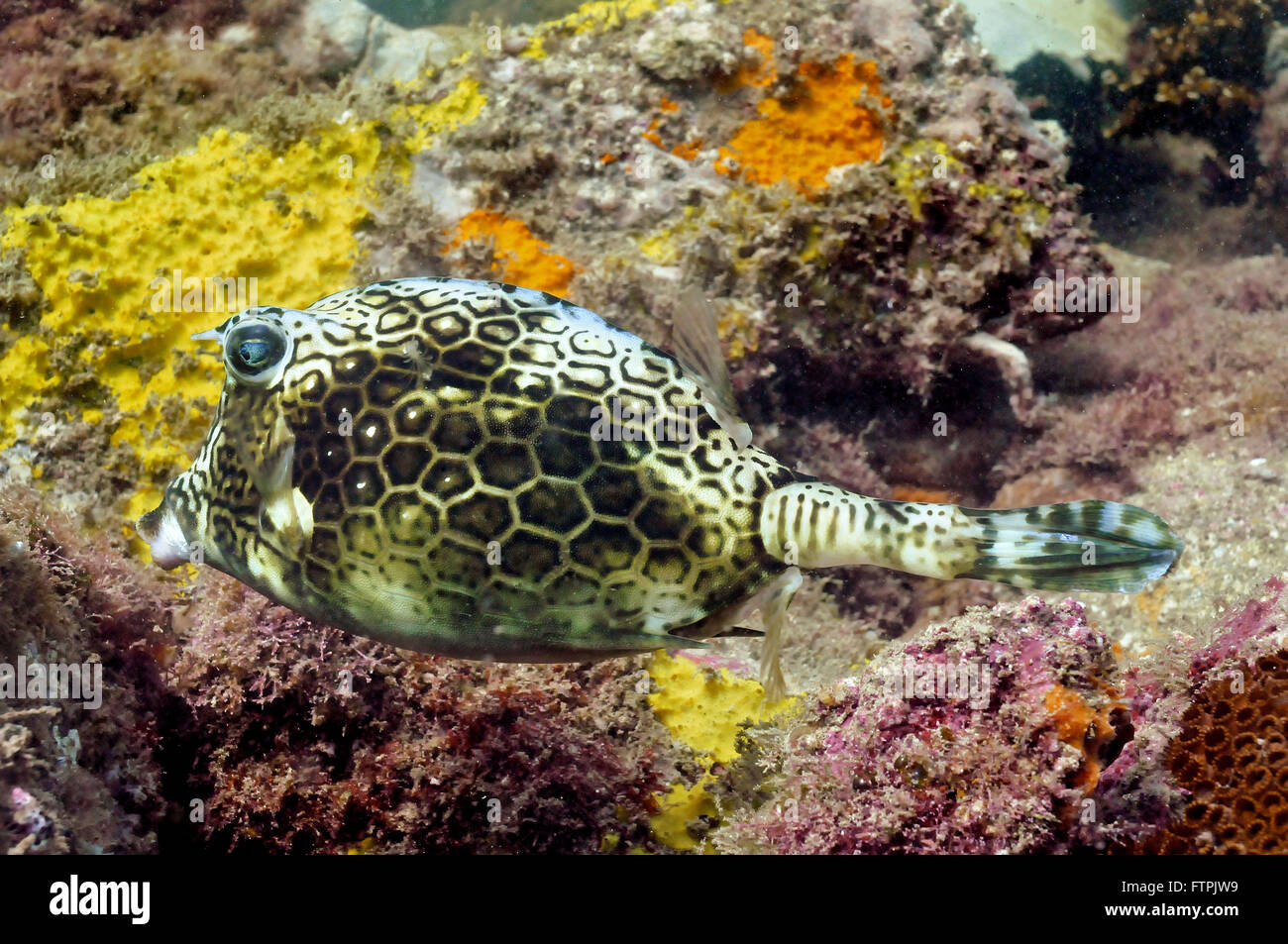 Arraial do cabo animals hi-res stock photography and images - Alamy