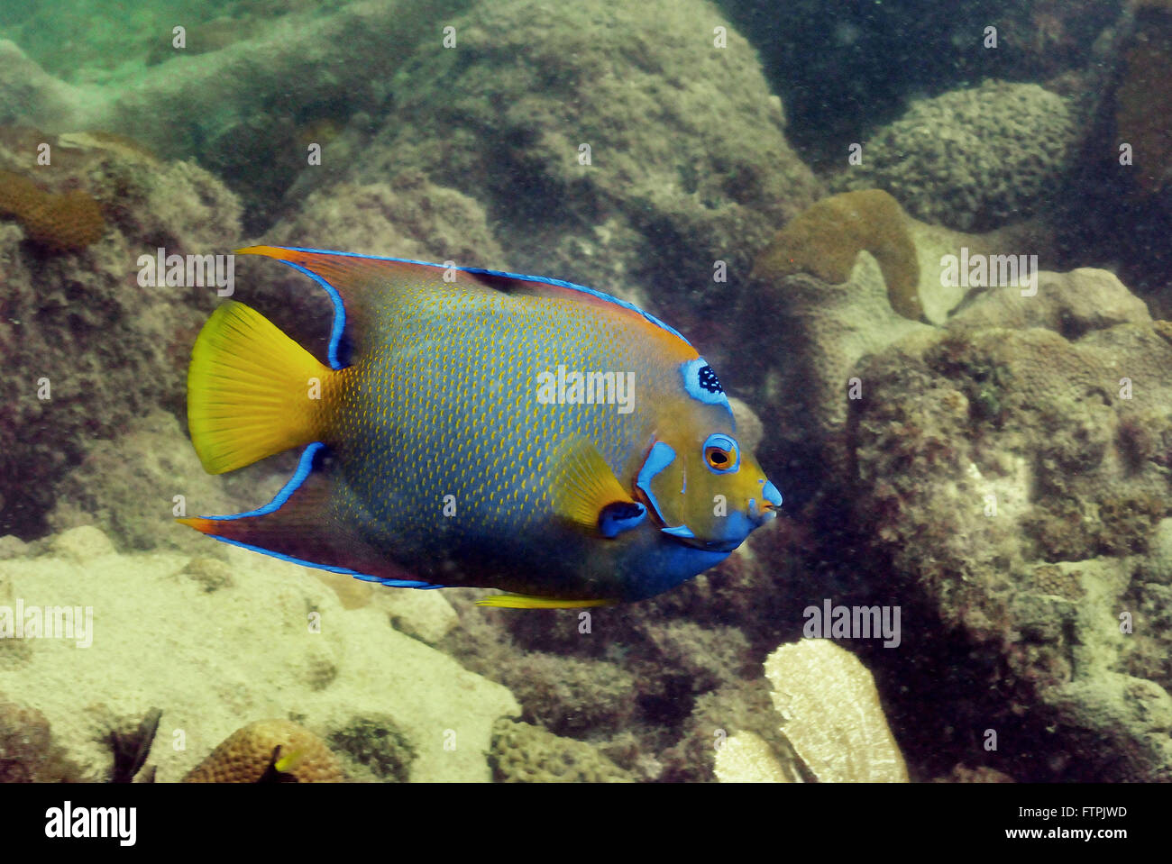 Underwater pictures on the Brazilian coast - angelfish - Holacanthus ...
